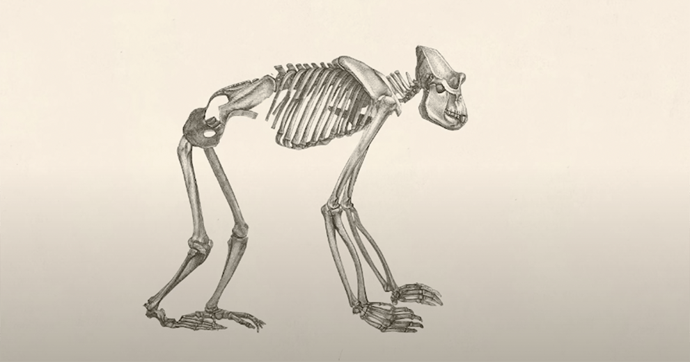 Building a Modern Human in 8 Million Years [VIDEO]