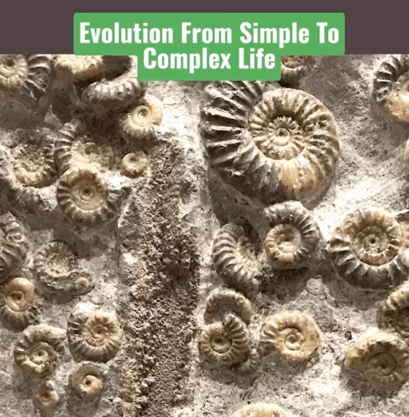 What is Biological Evolution? | Purposeful Universe