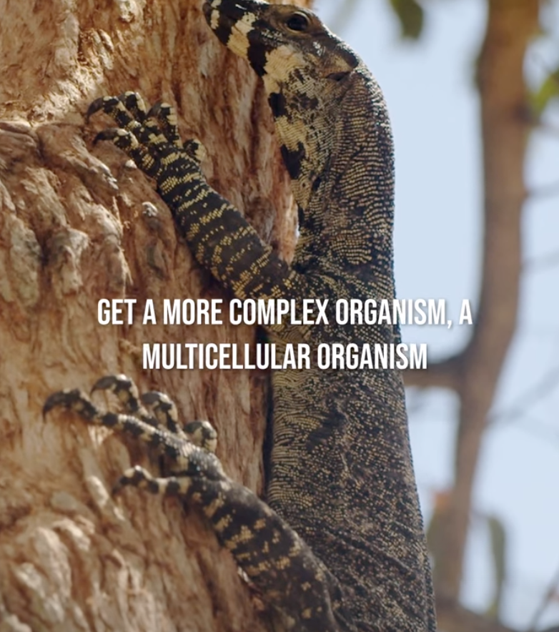 What is Biological Evolution? | Purposeful Universe